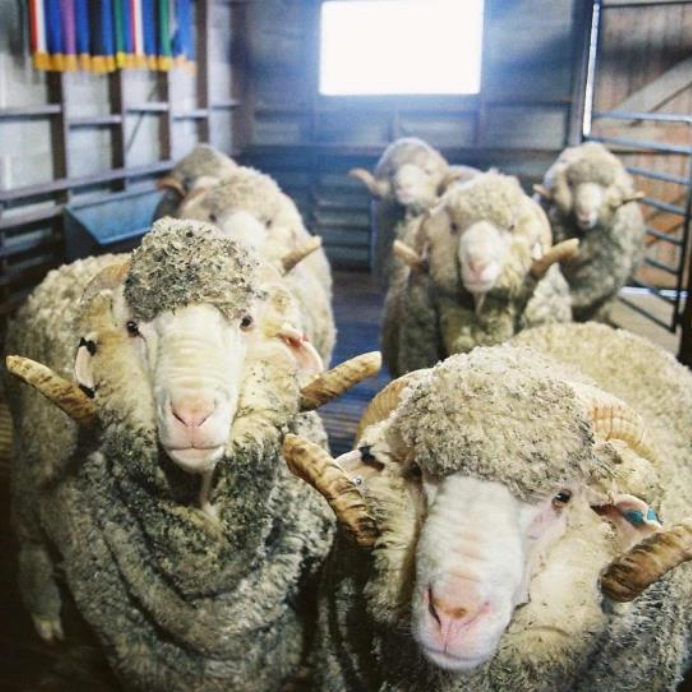 Merino Sheep Young Judges Championship | MIDLAND AGRICULTURAL ...