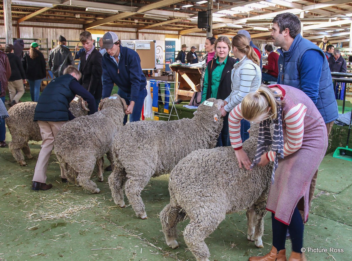 Tasmanian Agricultural Shows Meat Sheep Young Judges State Final ...